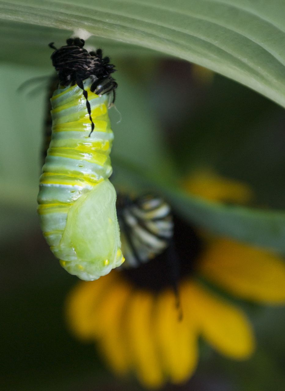Flower Hill Farm: Captivating Chrysalis Curtain Rising Monarch ...
