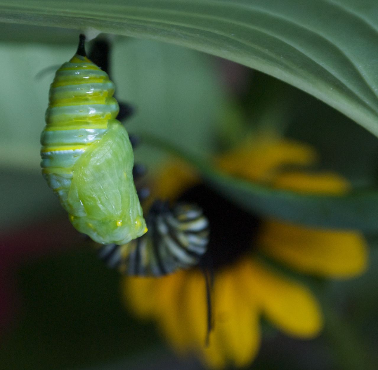 Flower Hill Farm: Captivating Chrysalis Curtain Rising Monarch ...