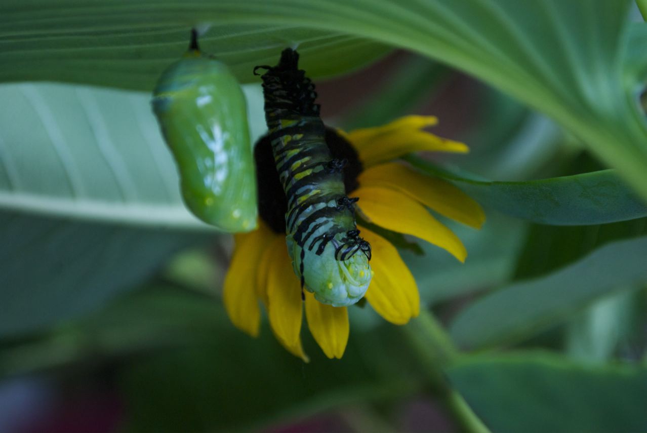 Flower Hill Farm: Captivating Chrysalis Curtain Rising Monarch ...