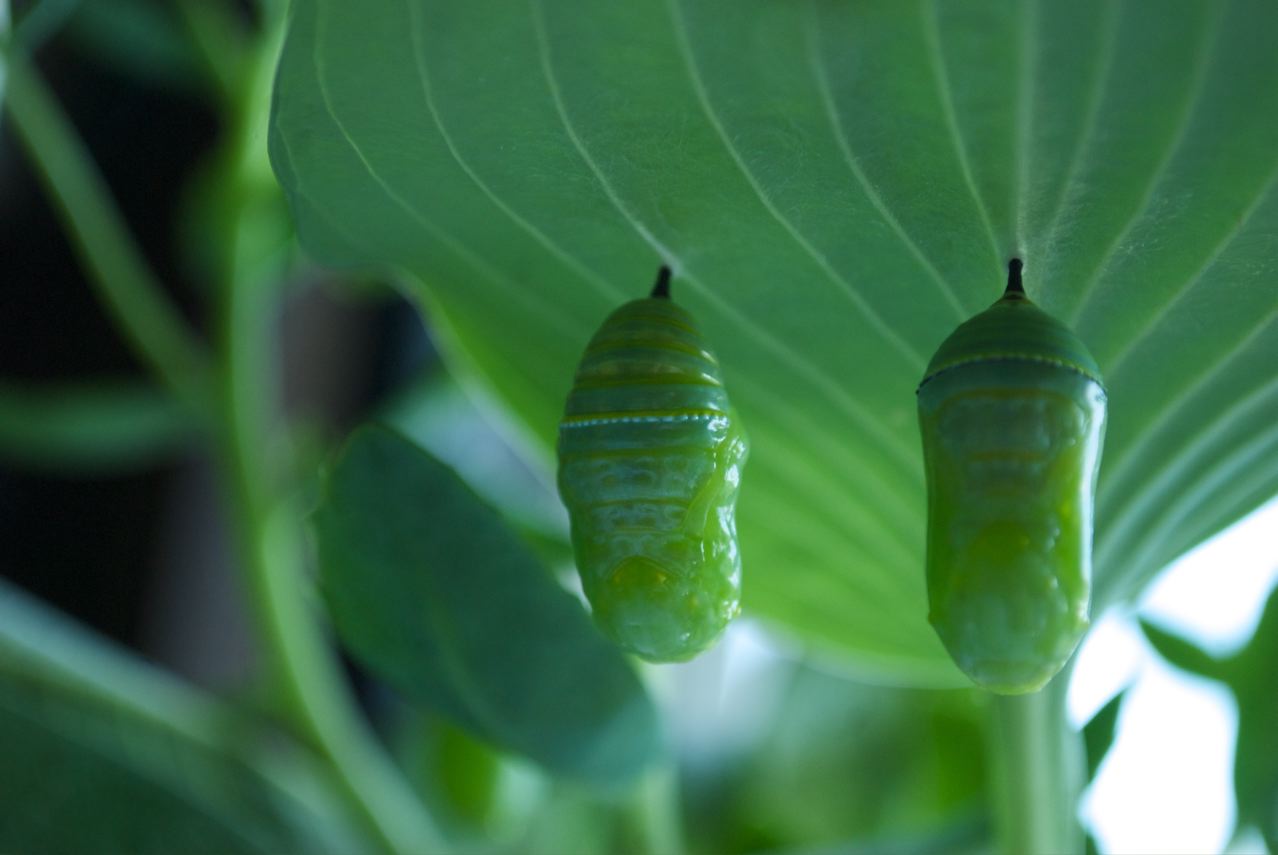 Flower Hill Farm: Captivating Chrysalis Curtain Rising Monarch ...