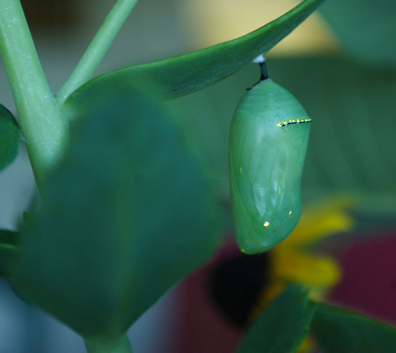 Flower Hill Farm: Captivating Chrysalis Curtain Rising Monarch ...
