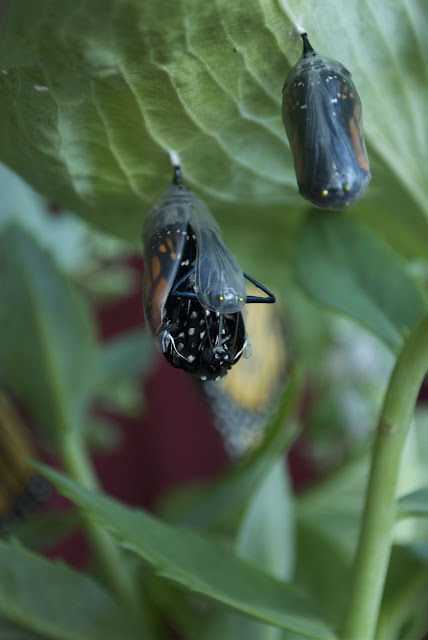 Flower Hill Farm: A Regal Emergence Monarch Metamorphosis Final Act!