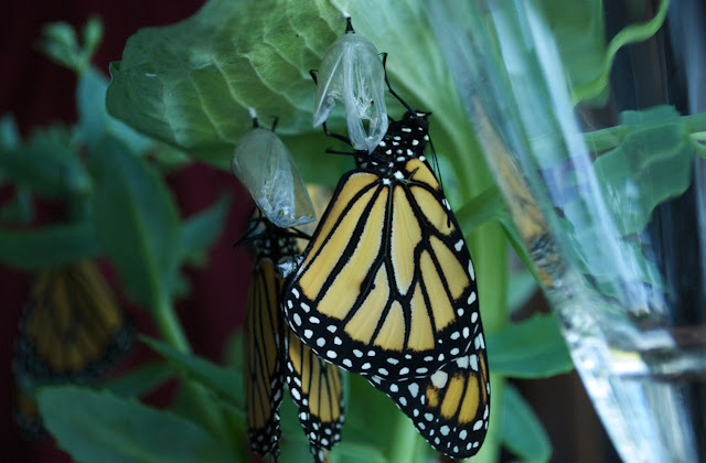 Flower Hill Farm: A Regal Emergence Monarch Metamorphosis Final Act!