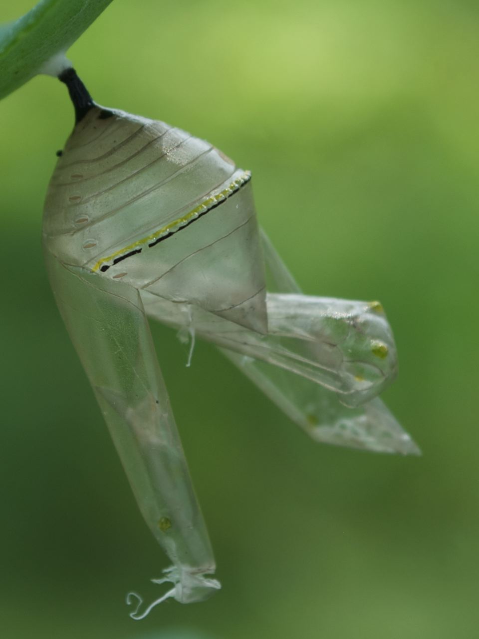 Flower Hill Farm: August 2010