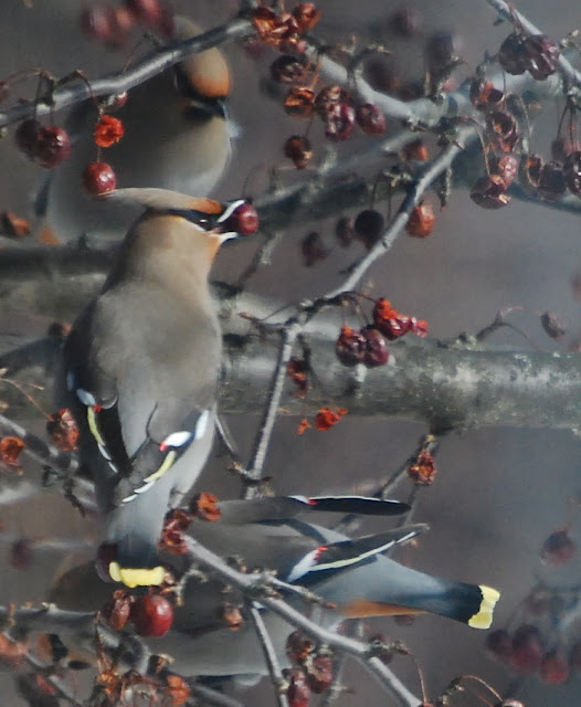 Flower Hill Farm: Birds in Review Part X Feeding Feasting Birds