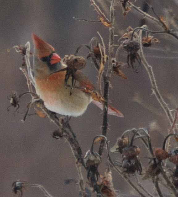 Flower Hill Farm: January 2011