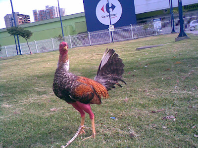 Gallo jabao vendido