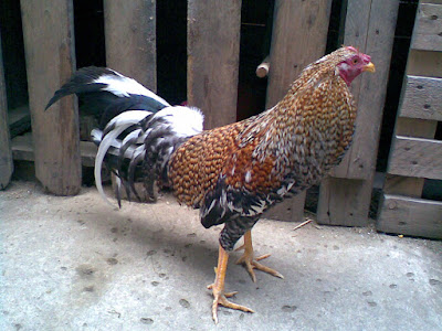 Gallo y gallina finos color jabao