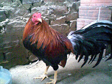 gallo colorado culimbo