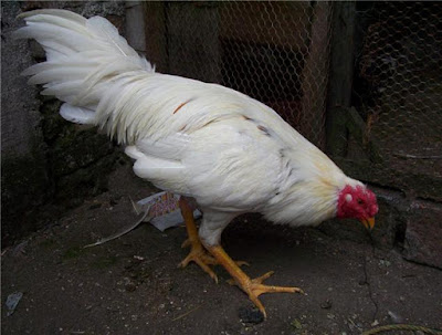 Gallo de combate aseel del criadero titanes.