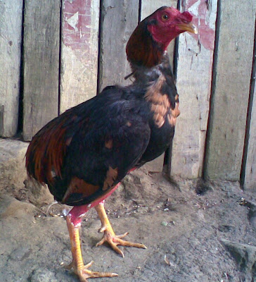 Gallo culimbo de criadero de los zorro