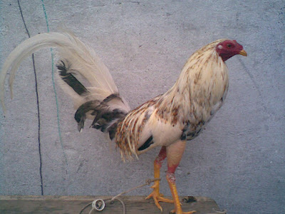 Gallo jabao blanco de criadero de los zorro