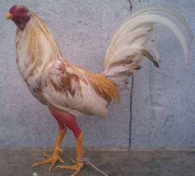 Jabao amarillo de criadero de los zorro