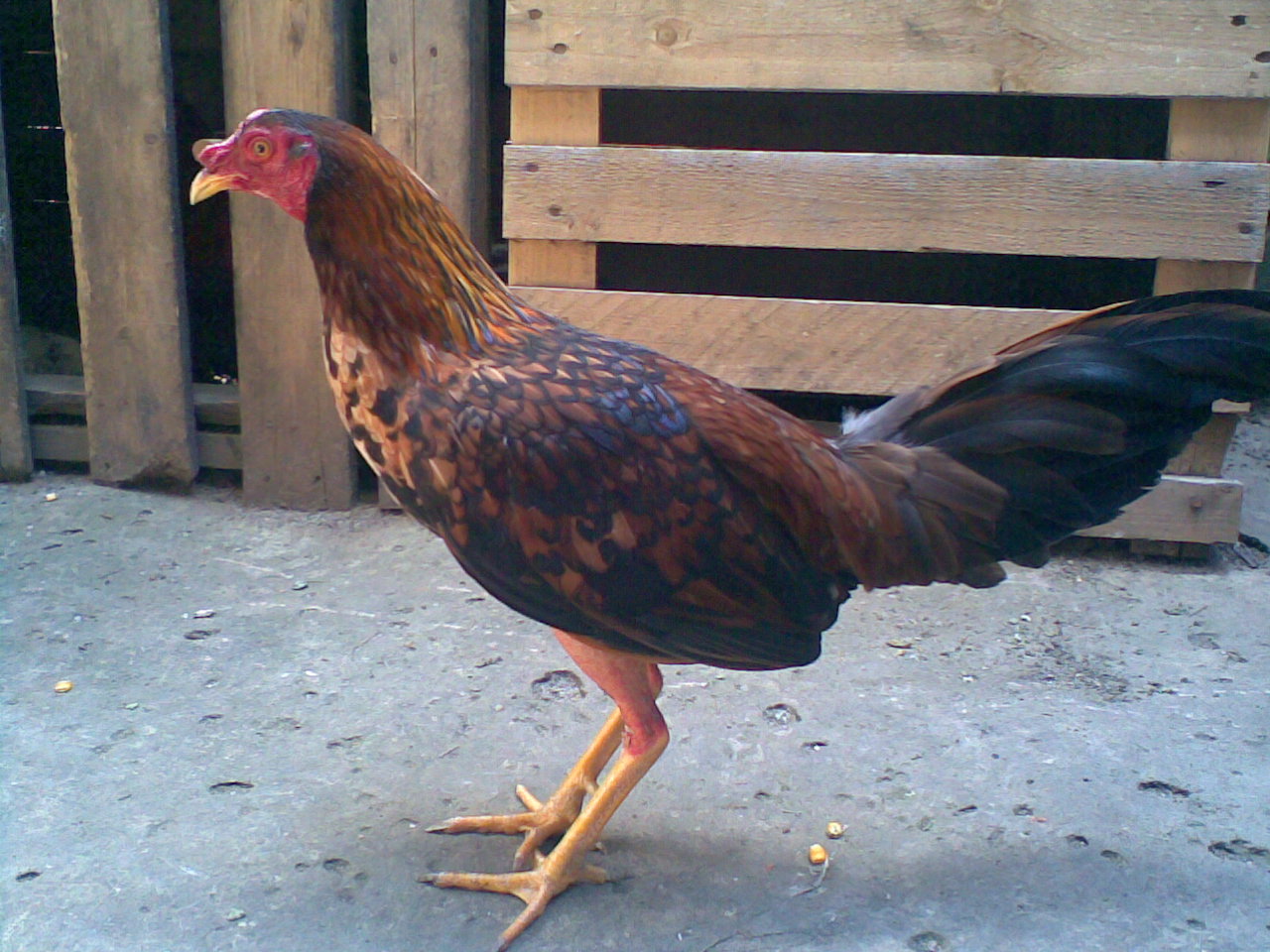 Gallino tabaco del criadero de los zorro