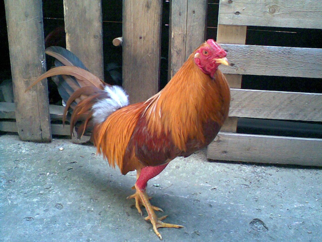 Razas De Gallos Finos Imagui
