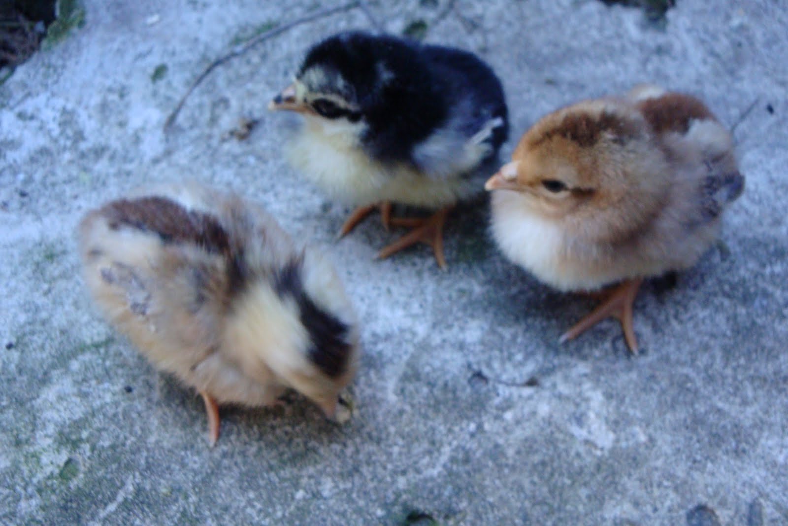 Pollitos finos recien nacidos