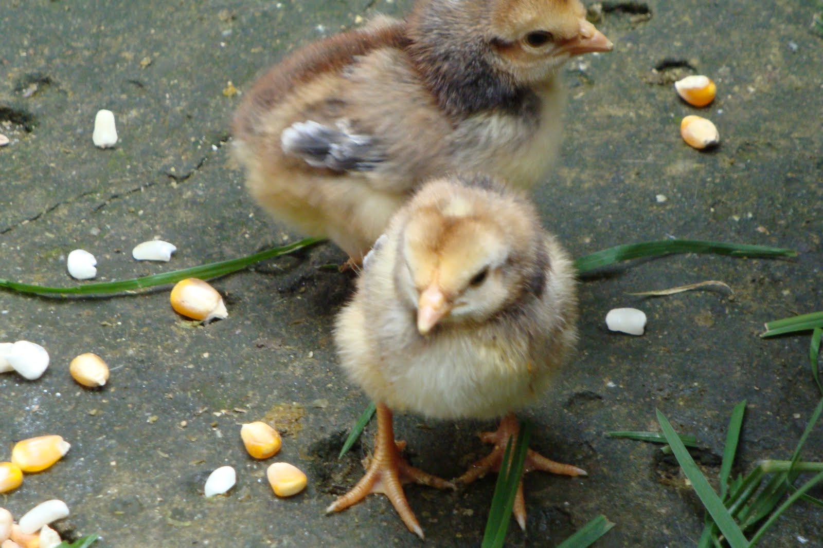 Pollitos de pelea recien nacidos con grado shamo brazilero