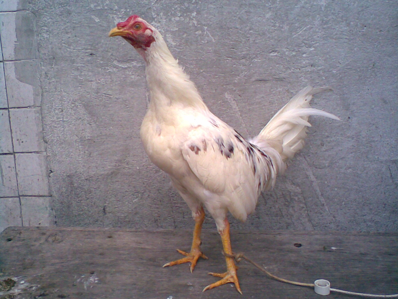 Gallino semi canaguay del criadero los zorro