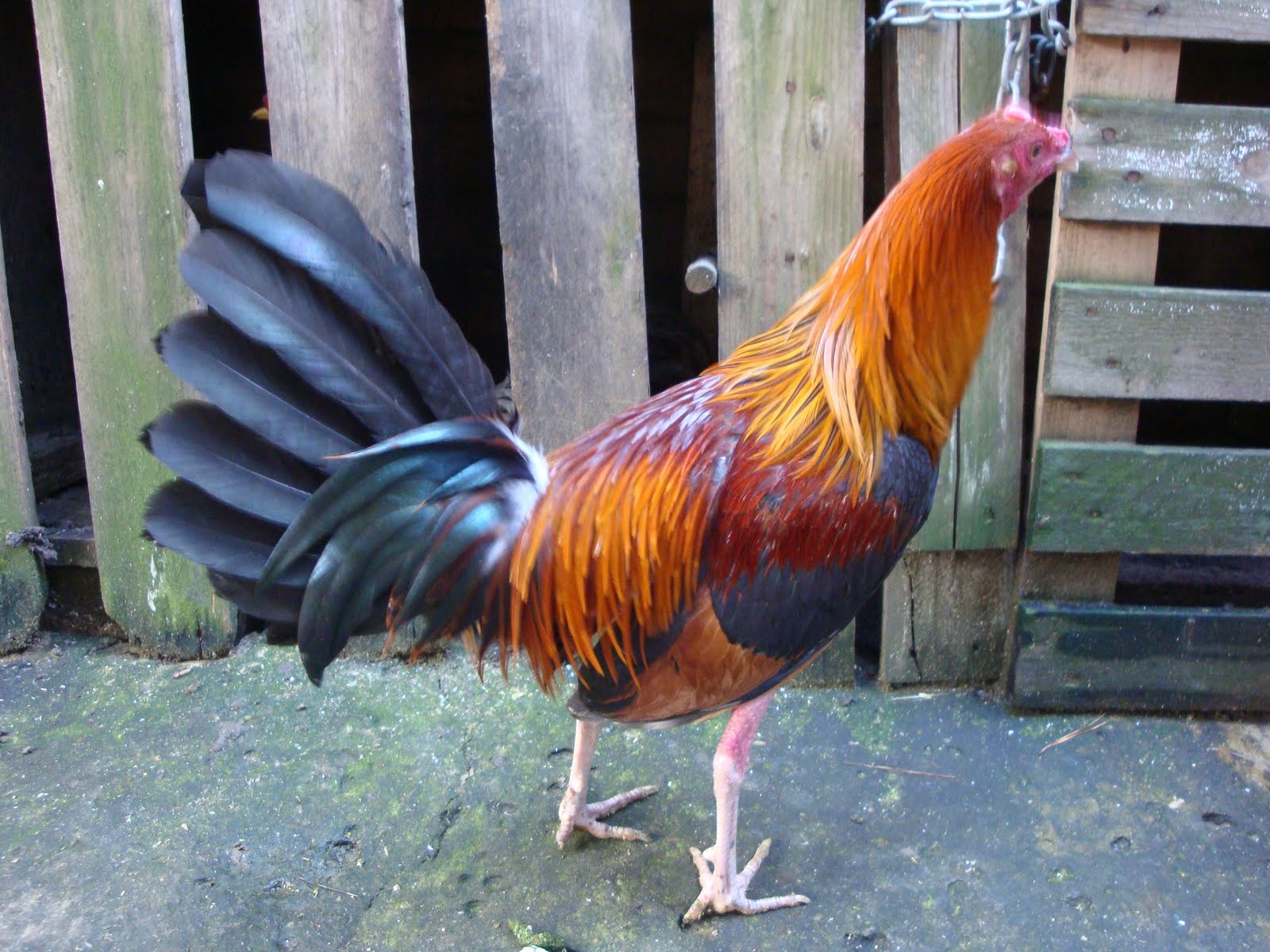 Gallo colorado de combate del criadero los zorro