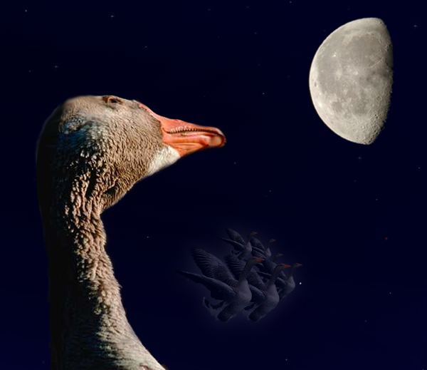 Live from the Logosphere: Momma Goose is on the Loose!