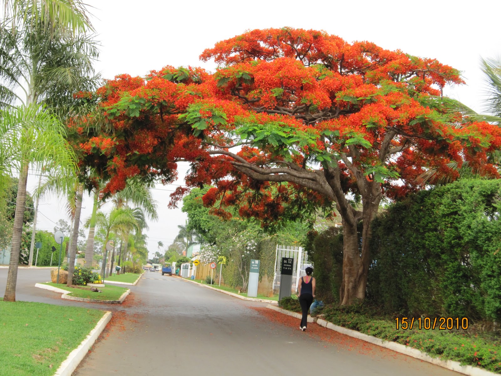 Multivias: Via Verde: As Três Cores do Flamboyant, a Musa das Árvores