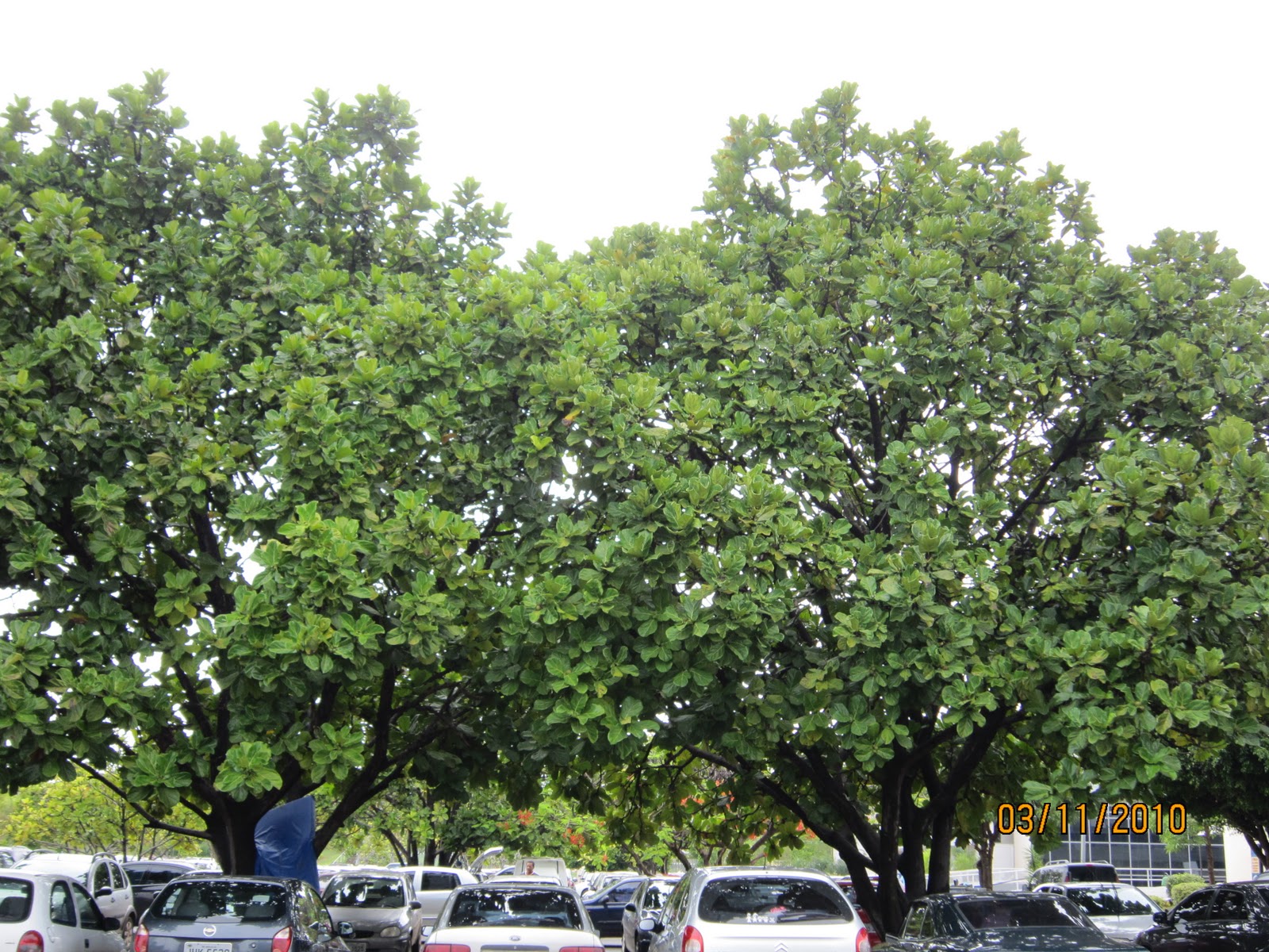 Multivias: Via Verde: Folhas Milagrosas ou Folhas Mágicas, Chapéu-de ...