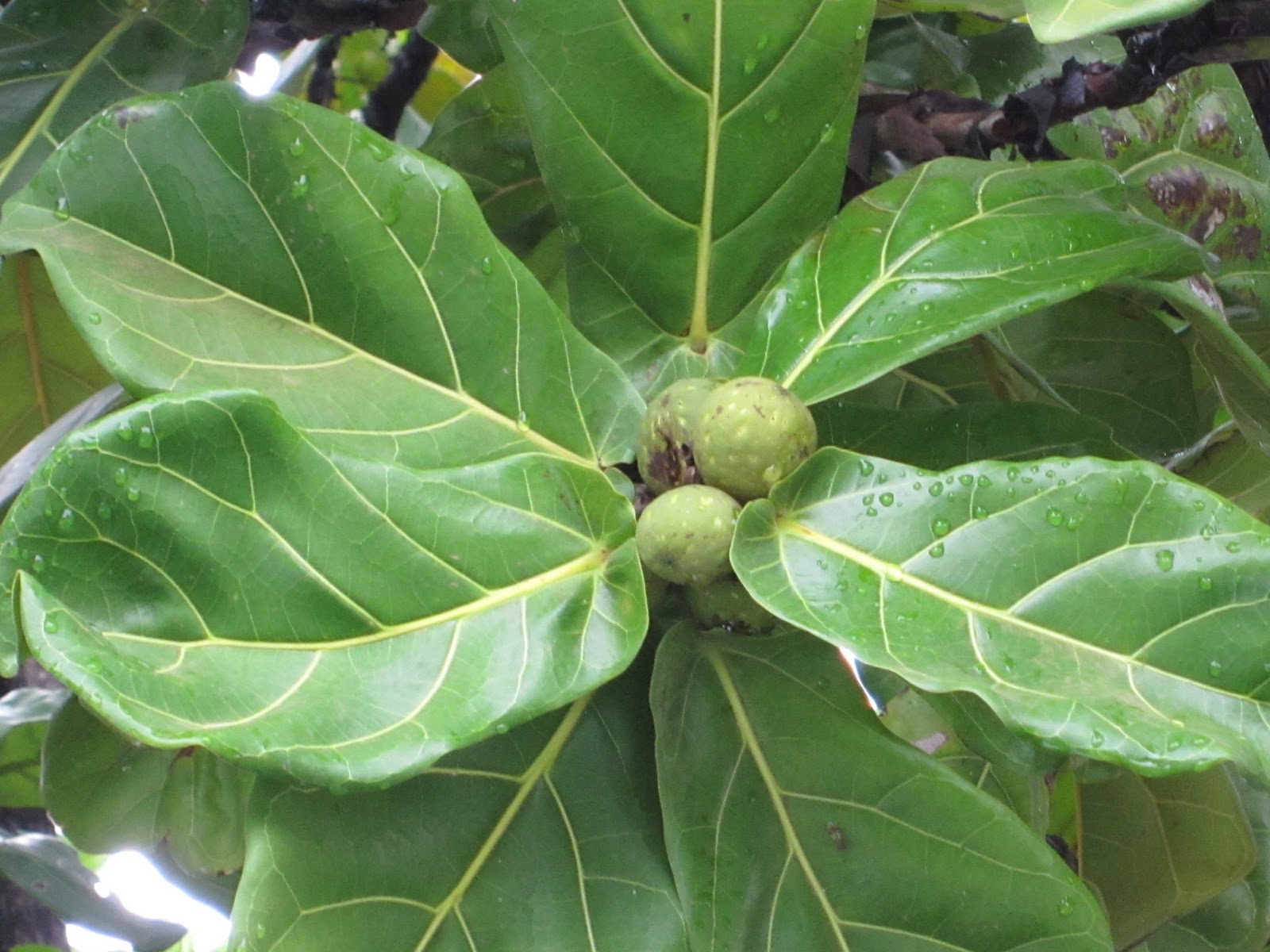 _mul_ti_vi_as_: Via Verde: Folhas Milagrosas ou Folhas Mágicas, Chapéu ...