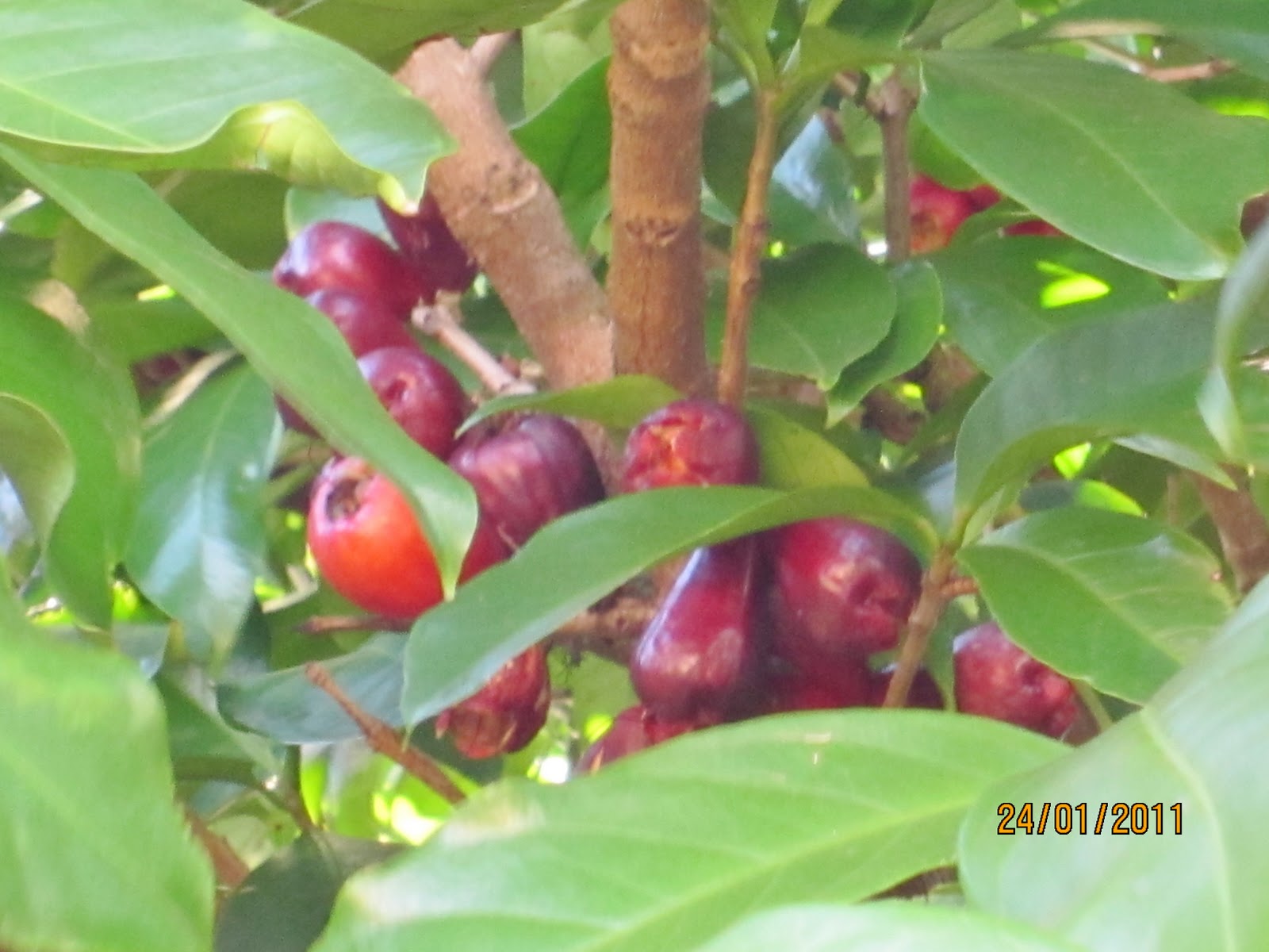 Multivias: Via Verde: Jambo, Uma Frutinha da Cor do Brasil