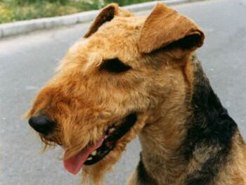 Airedale Terrier Dog Lovers