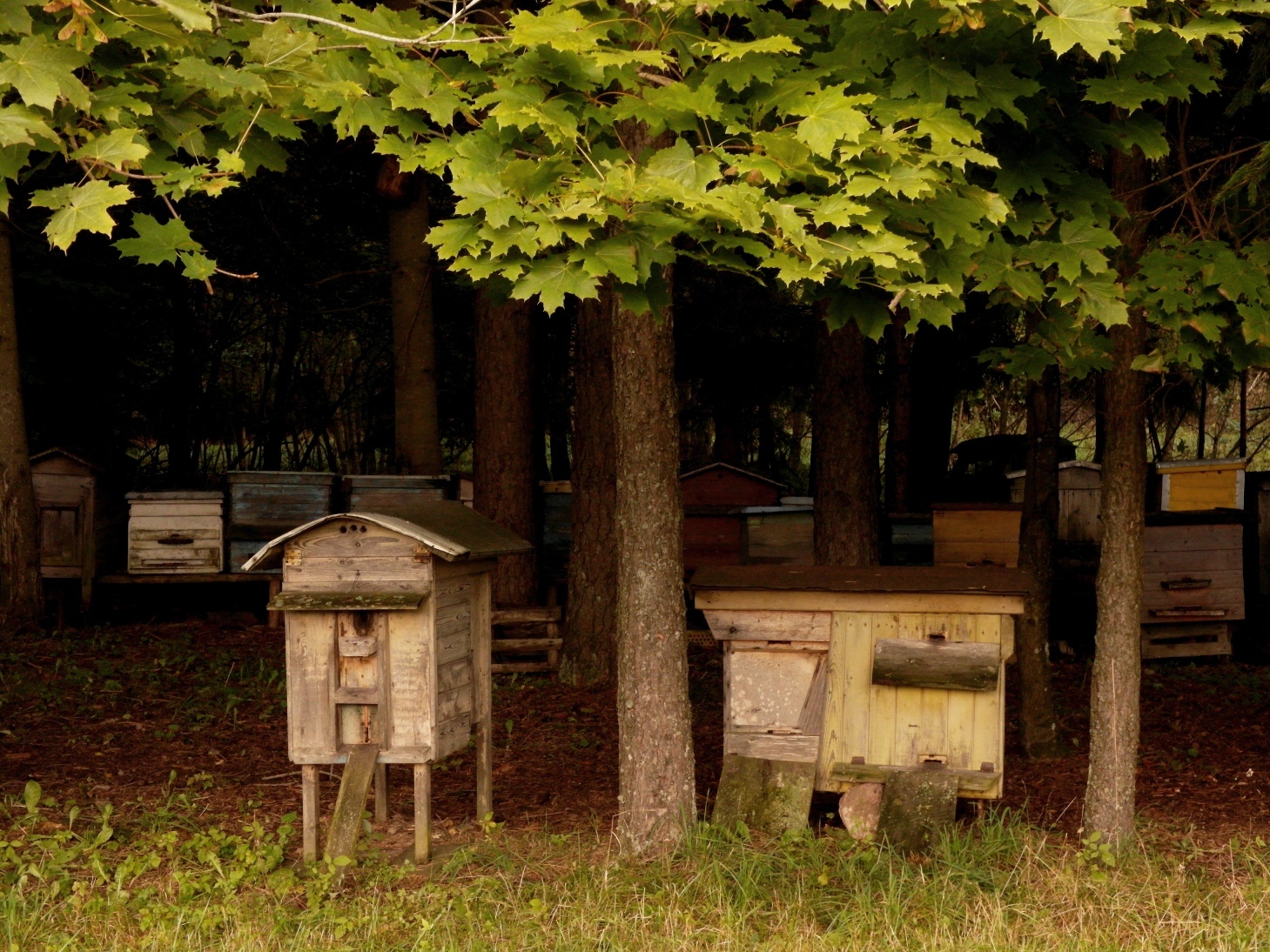 bzzzzzzzzzz: 2010-09-15 Petras Dabrisius, Beekeeper, Shaman, Wolf.