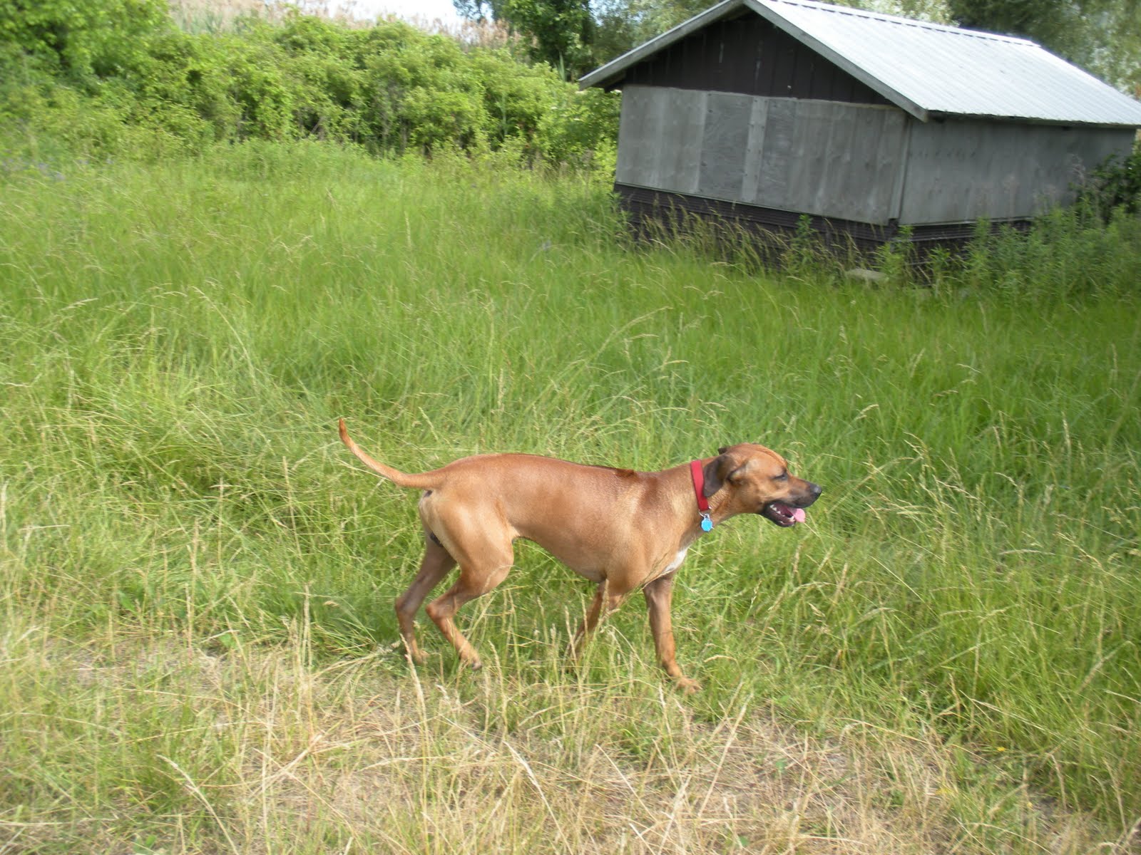 Ridgeback Adventures