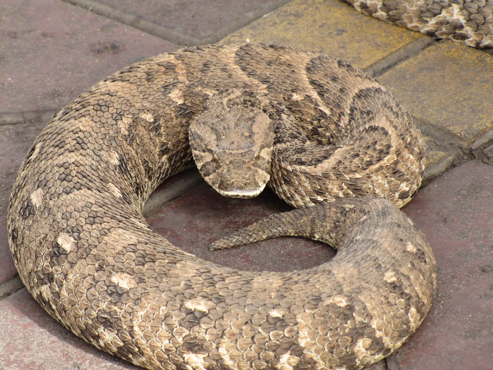 Celestial Ramblings: MOROCCO TRIP - Day Ten - Marrakech