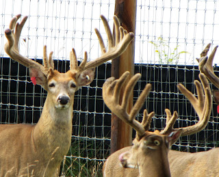 Raising whitetail deer farming