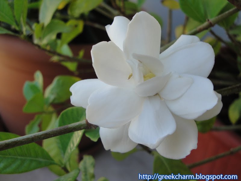 Greek Charm: Γαρδένια