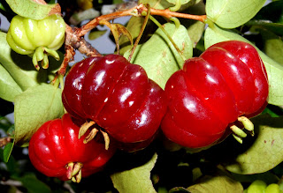 Blog do e-jardim: Vivam as Eugênias!