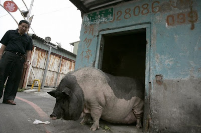 My Crazy Fat Piggy Site: 150Kg super fat Pig in Taipei