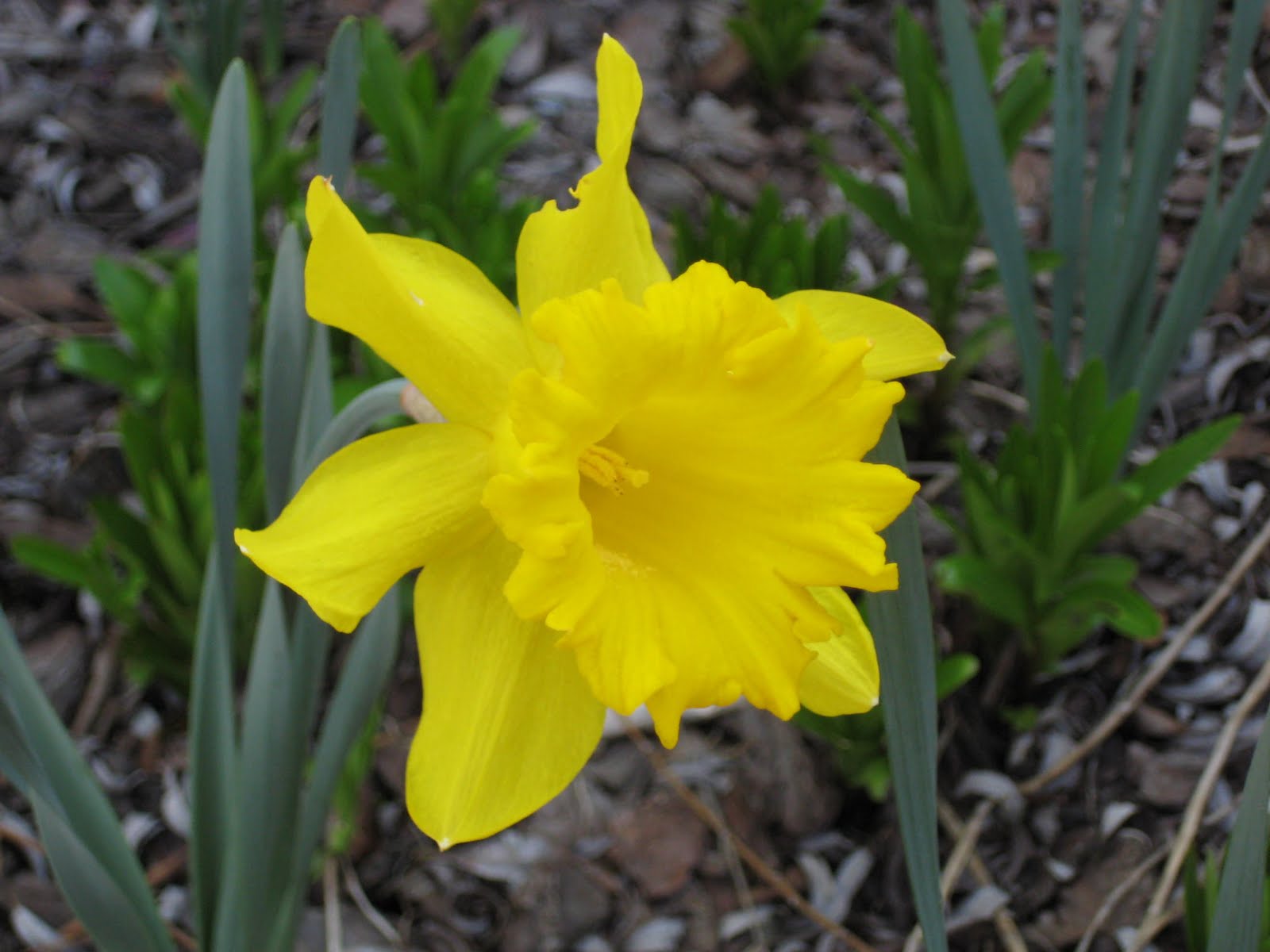 Surfie Says: Mellow Yellow Monday: Spring Daffodil
