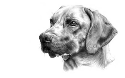 The result of a week with Anton... Rhodesian Ridgeback drawing