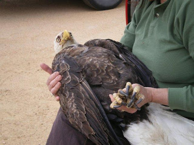 Taking Flight: ANOTHER Bald Eagle Hit by Car, Field Trip for ...