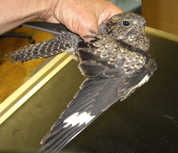Common Nighthawk Mouth