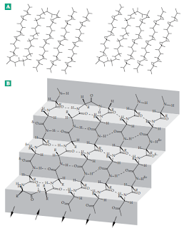 biochemistry: The Extended Chain Structures
