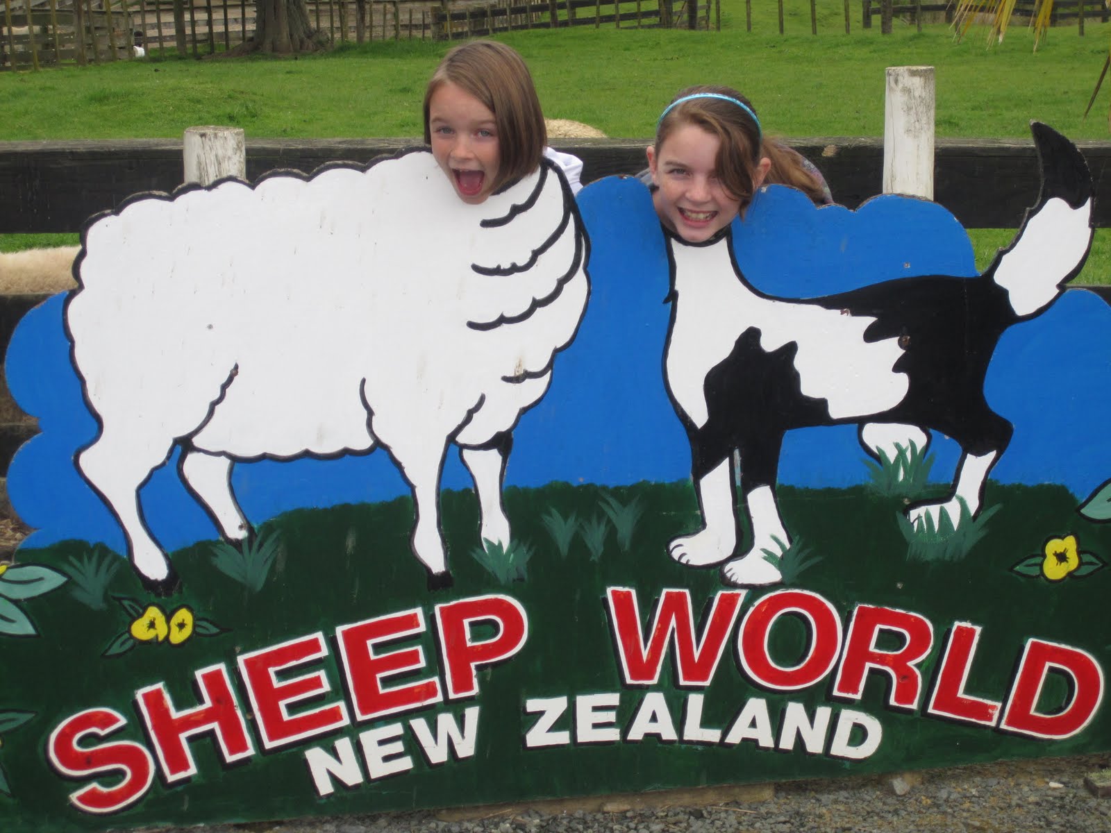 New Zealand is Rad!: Sheep World!