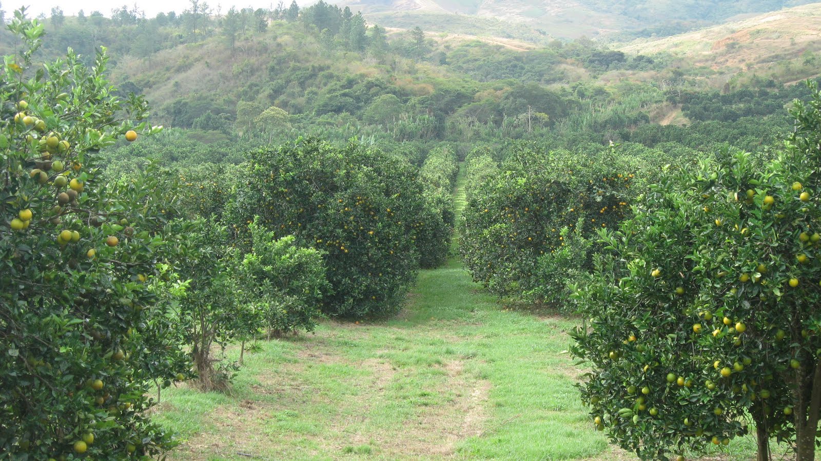 Plantación de cultivos frutales: 4. Observación de una figura