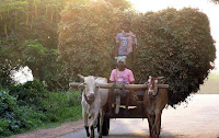 BULLOCK CART-KALAVANDI