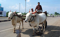 BULLOCK CART-KALAVANDI