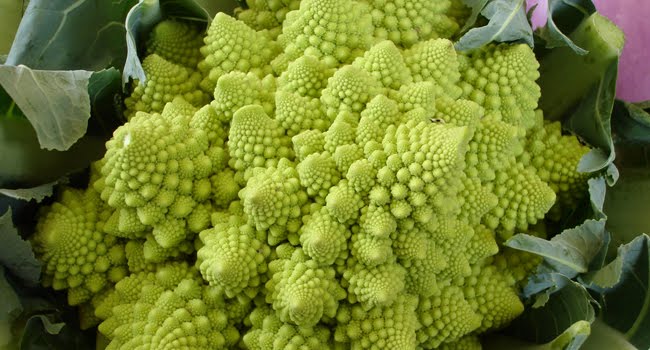 Top 10 Amazing Plants