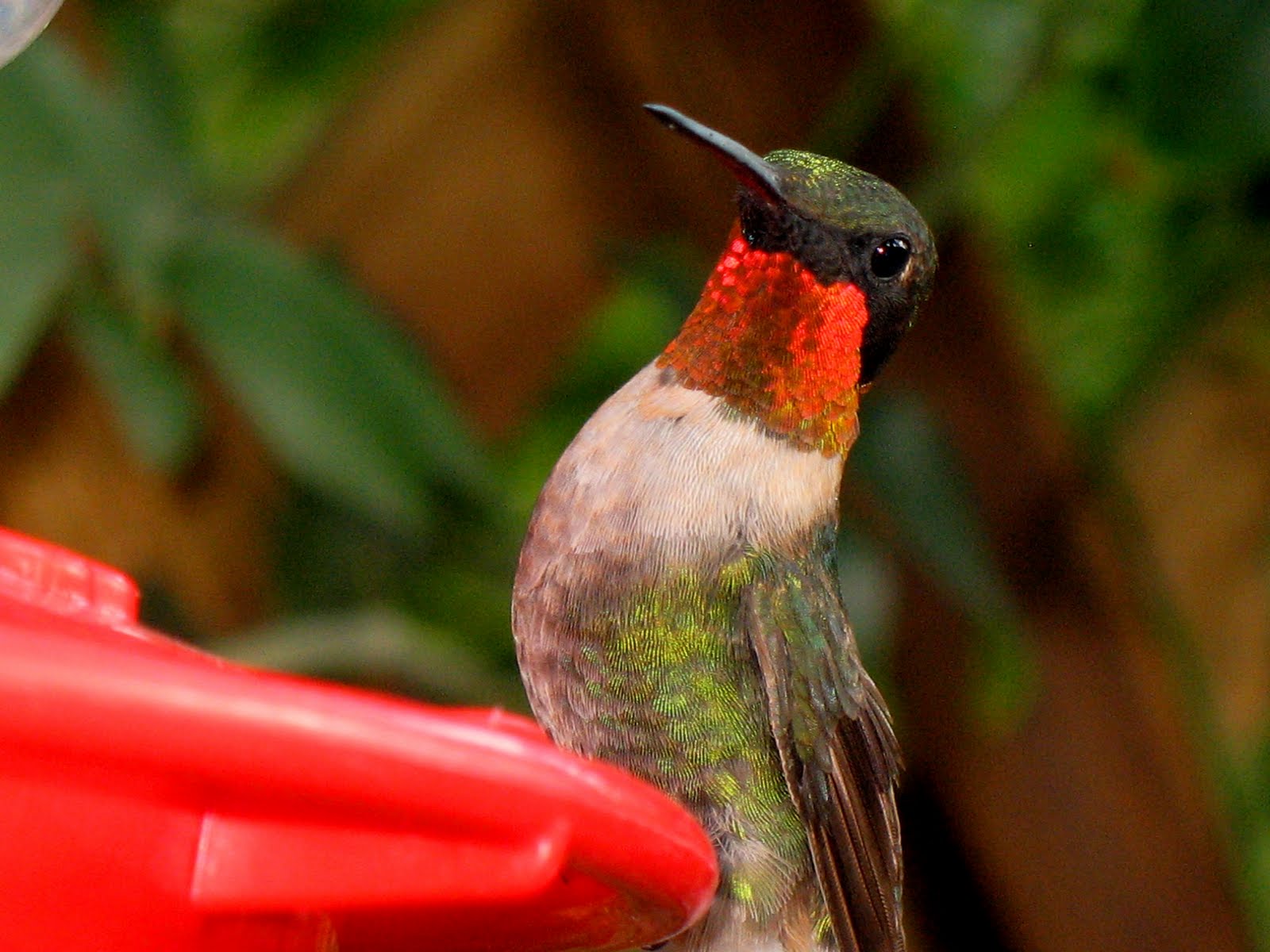 PhotoArt * Creative Digital Imaging by: brendasue: A King, A Rocket, A ...