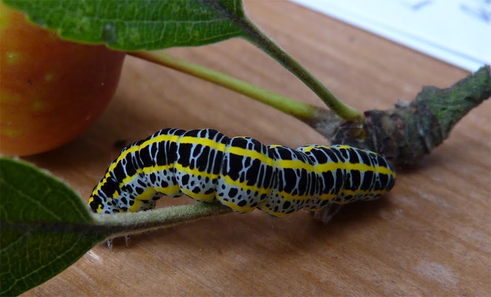Cambs Moth Gallery