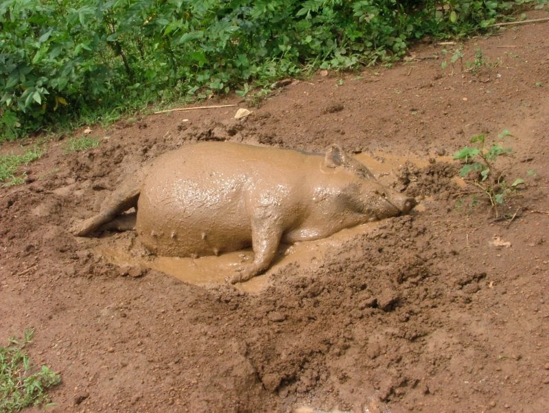 Blog do Afrânio: Essa campanha (Dilma e Serra) virou uma porcaria