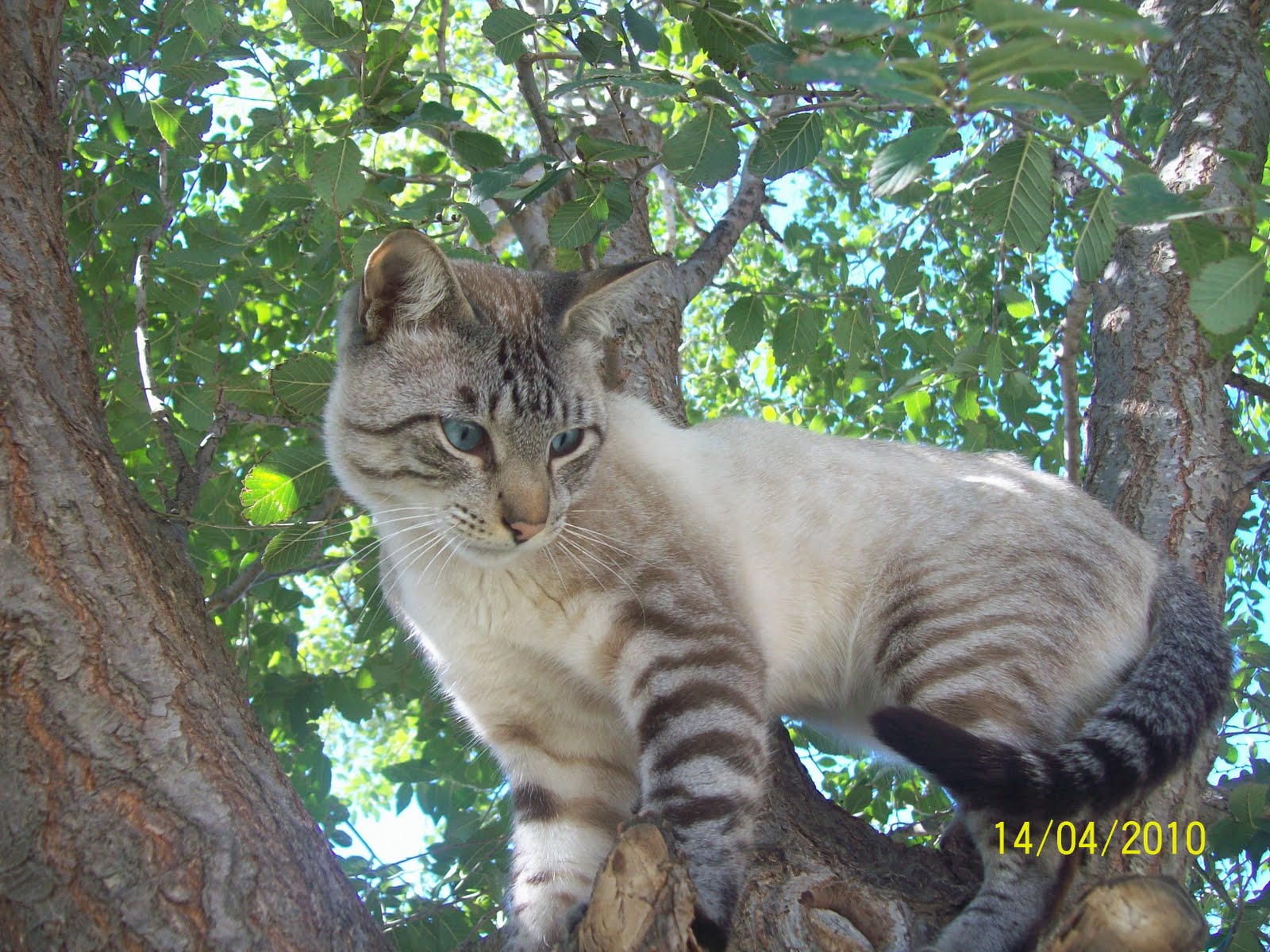 ATRAPASUEÑOS CATTERY GATOS SIAMESES:: TIGGER, UN SIAMES TABBY EN LO ALTO...